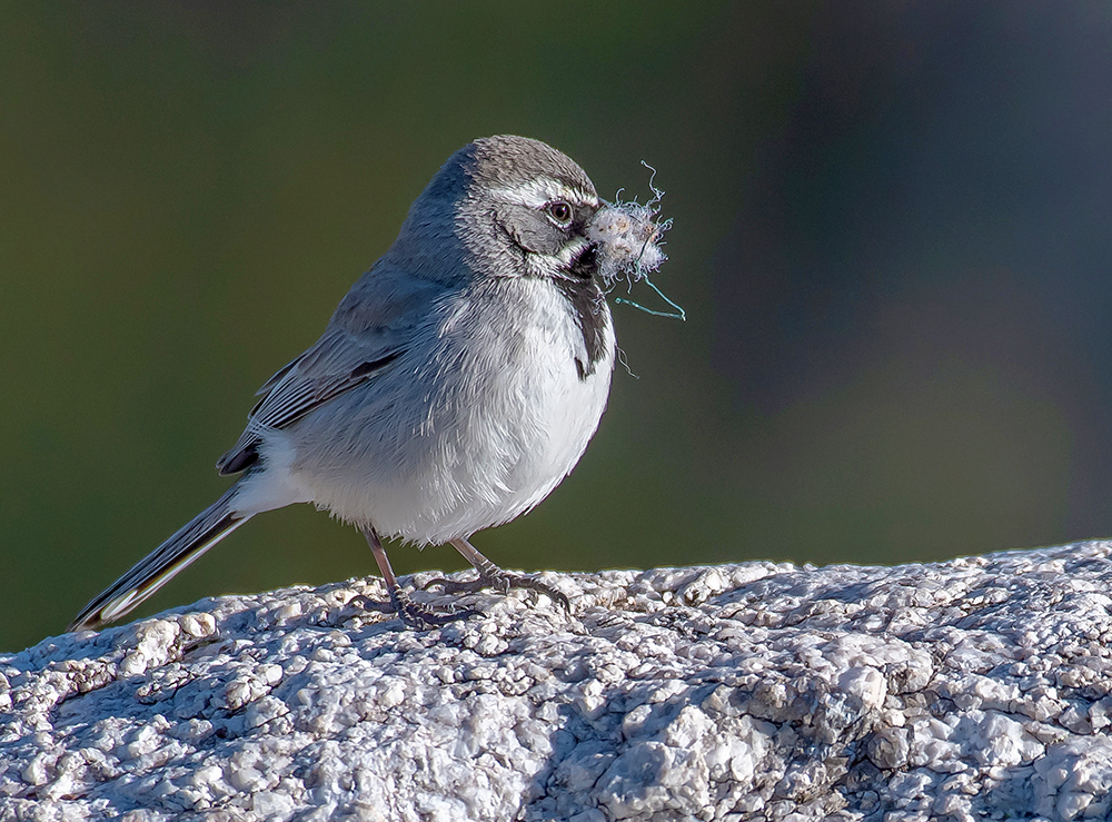 Sparrow, Black-throated (Amphispiza bilineata)