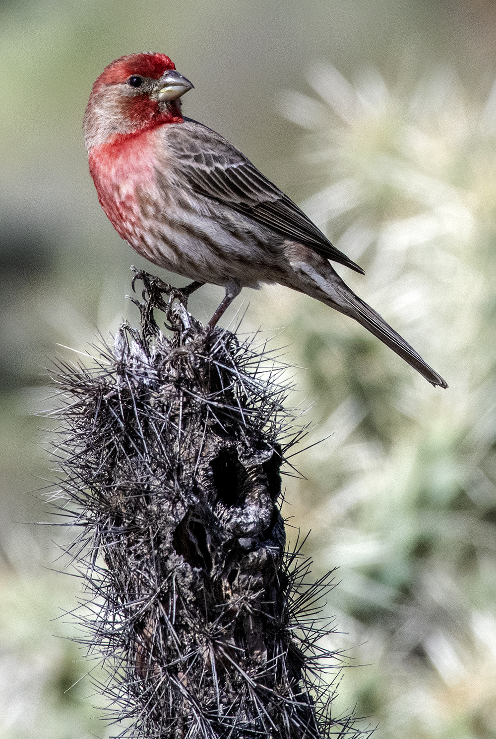 House Finch