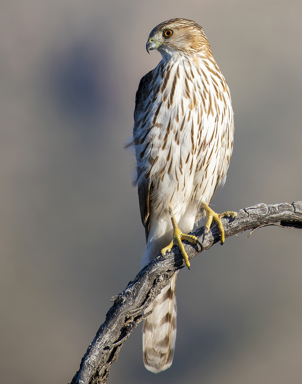 Hawk, Sharp Shinned (Accipiter striatus)